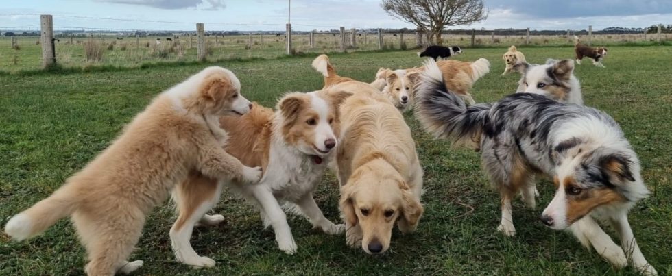 Wagtaildowns | Border Collie & Golden Retriever Breeder