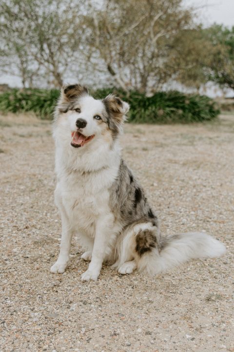 Adult Dogs | Wagtaildowns