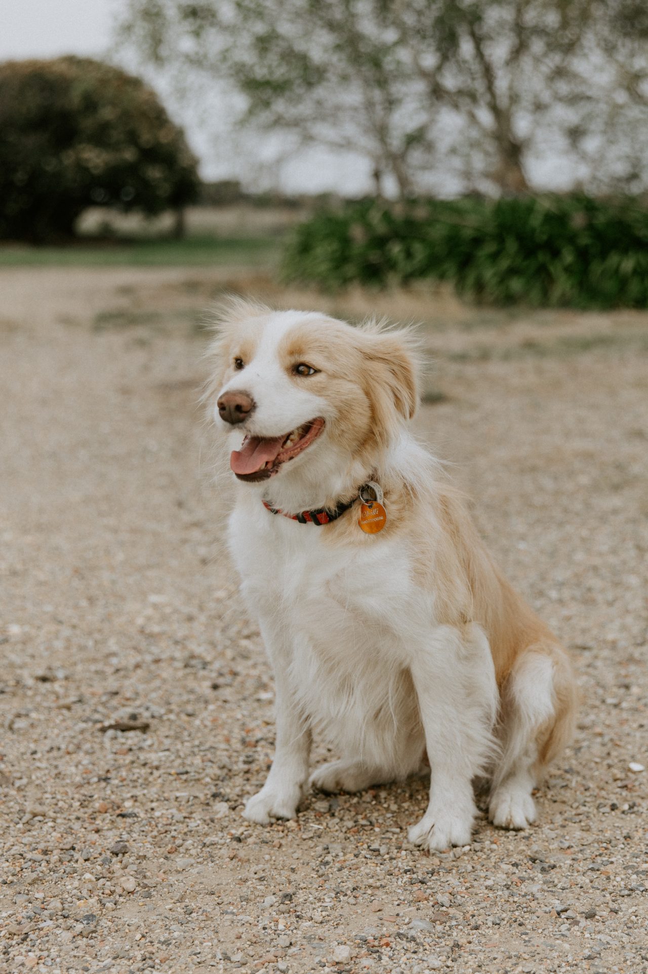 Adult Dogs | Wagtaildowns